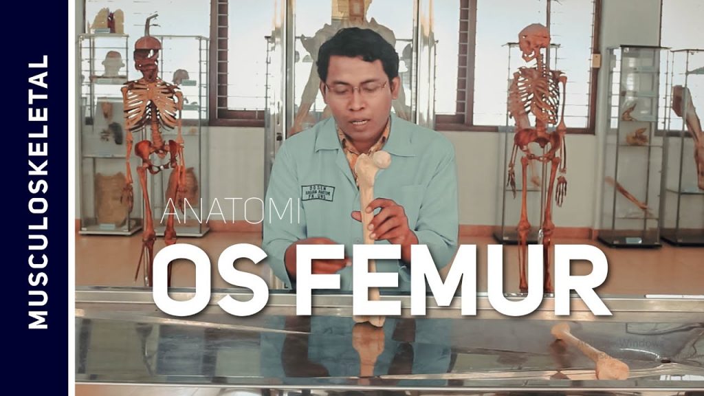 Os Femur – Virtual Learning Fakultas Kedokteran UNS